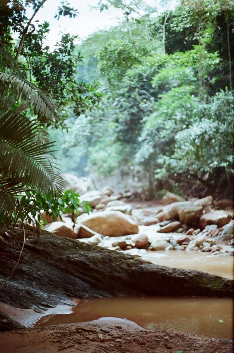 Gallery | plant dieta and ceremony in Peru | John Patton